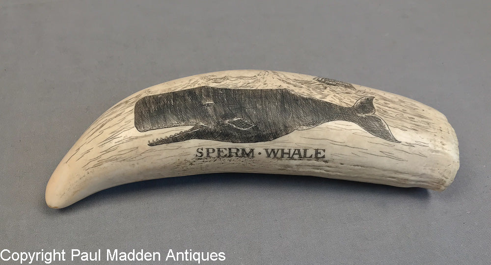 Scrimshaw Whale
